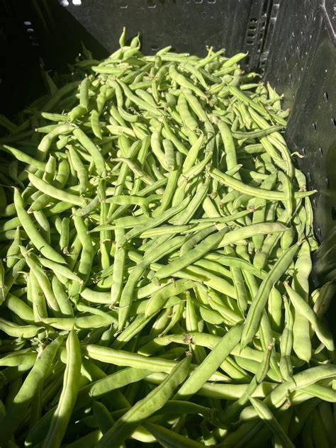 Miranda Allison Arnett