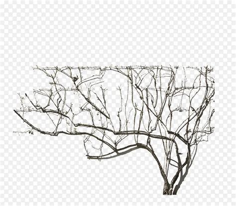 黑色冬日手绘树根文艺漫画png图片素材下载 图片编号ymdwodwq 免抠素材网