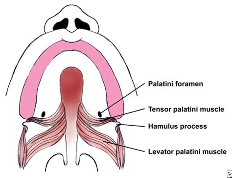 Levator Veli Palatini Eustachian Tube