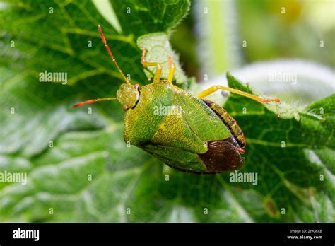 Common Green Shieldbug Palomena Prasina Sussex England Uk Stock