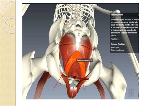 Pelvicdiaphragmppt406034213pdfbhhggghjji Pdf