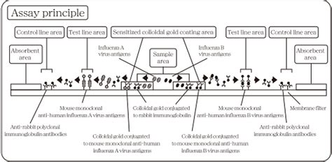 Streptococcus Pneumoniae Capsular Antigen Kit Linkseas Diagnostic Marketplace