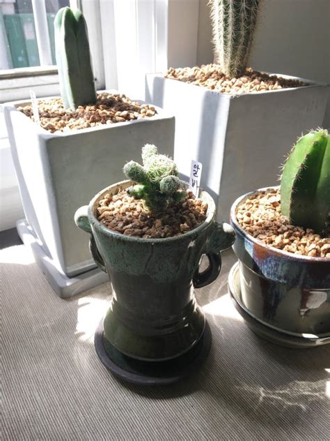 선인장 종류 네이버 블로그