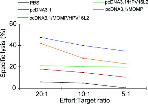 Cytotoxic T Lymphocyte Ctl Assay Measuring The Ct Specific T Cell