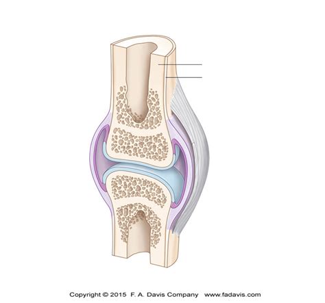 Synovial Joints Diagram Quizlet Synovial Joints Diagram Quizlet