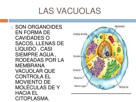 Las Vacuolas