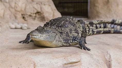 Nile Crocodile Zoo At Clayton Cooper Blog