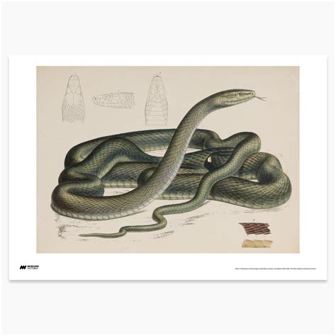 Green Snake Print A2 Museums Victoria Store