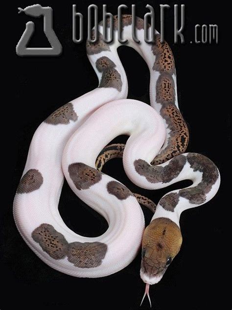 Piebald Reticulated Python From Bob Clark
