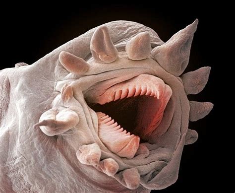 Tube Worms Discover The Fascinating World Of Deep Sea Creatures 深海の