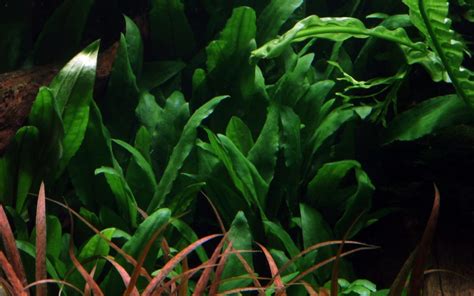Cryptocoryne X Willisii Nevillii Online Aquarium Plants Uk