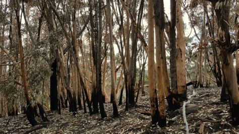 Eucalyptus Trees Burned By Wild Fire Stock Footage Ad Burnedtrees