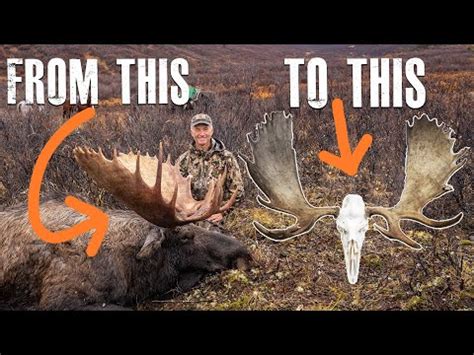 How To Get Rid Of Dermestid Beetles In Taxidermy