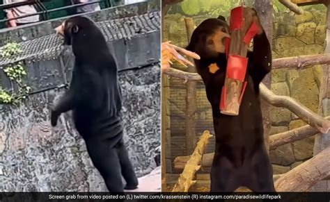 To Settle Waving Bear Debate Uk Zoo Films Its Own Standing Bear