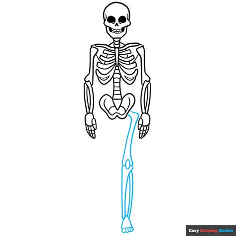 Human Skeleton Drawing Simple