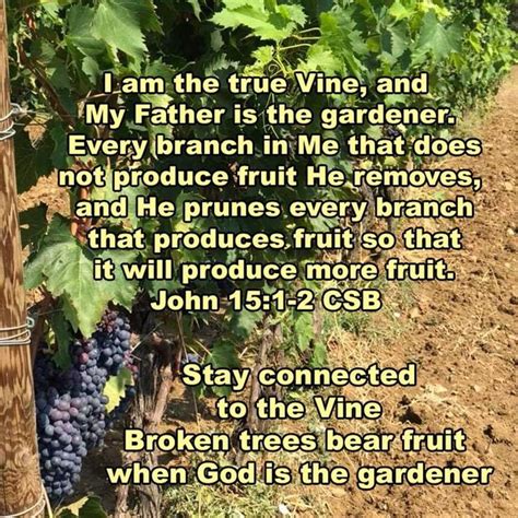 Bible Verse Stay Connected To The Vine At Karen Cutright Blog