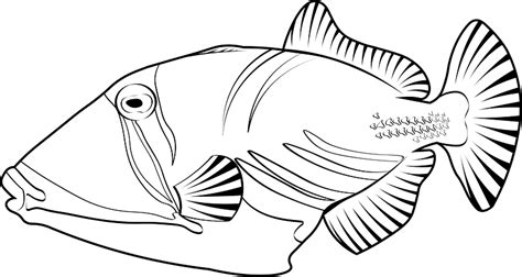 10 Free Triggerfish Clipart Images