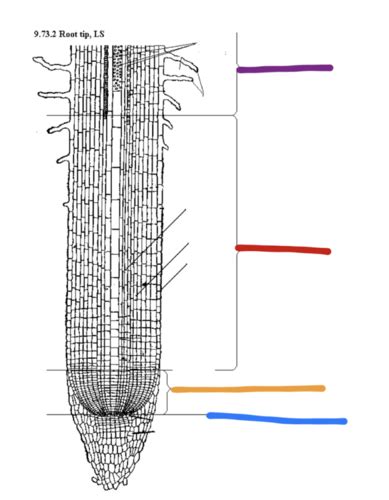 Plant Biology Roots Exam 2 Flashcards Quizlet