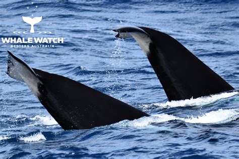 Sperm Whale Rescue Whale Watch Western Australia