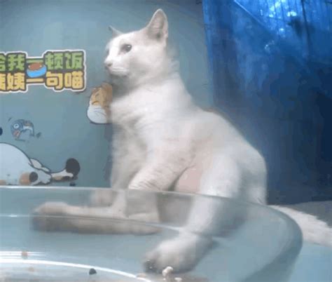Scared Cat Cat Scared  Scared Cat Cat Scared Cat Discover