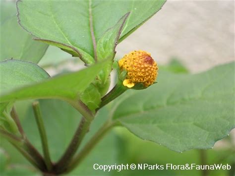 Nparks Acmella Paniculata