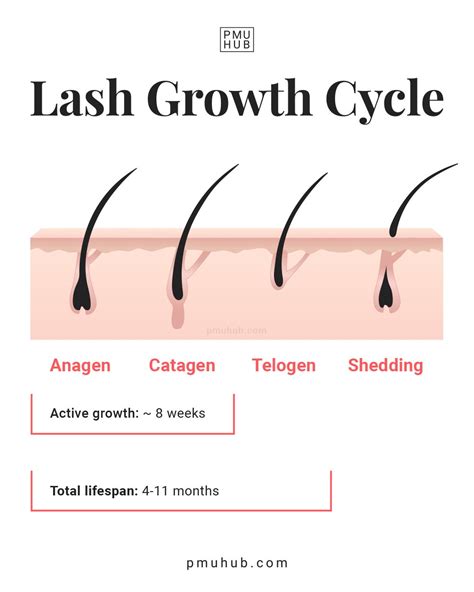 The Lash Growth Cycle Explained And Illustrated