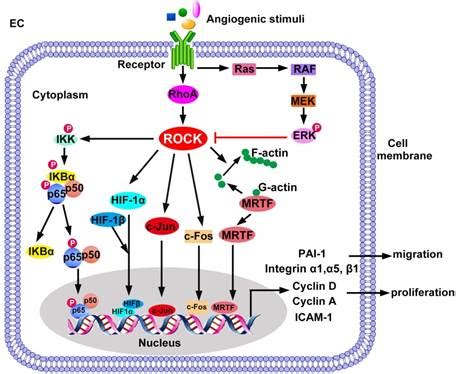 Rho Associated Coiled Coil Kinase Rock In Molecular Regulation Of