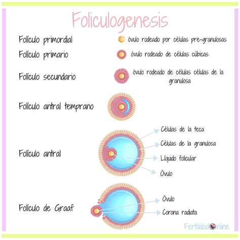 Folículo Primordial