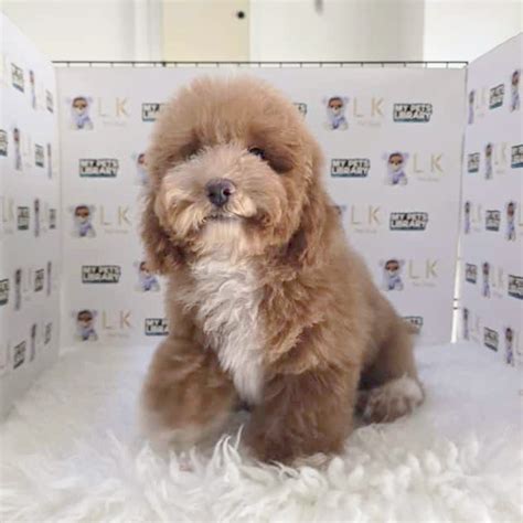 Cavapoo