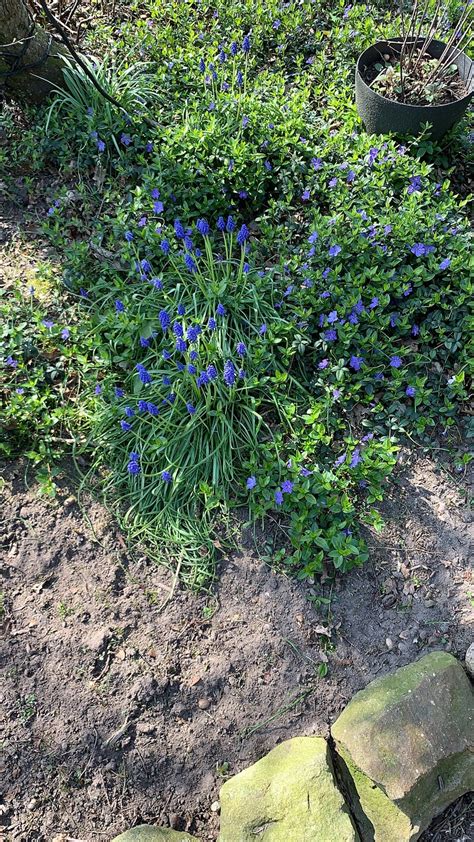 Vinca Flor Foto Gratuita No Pixabay Pixabay