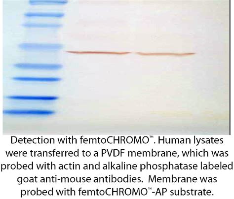 Femtochromo™ Ap Kit For Chromogenic Detection G Biosciences Protein
