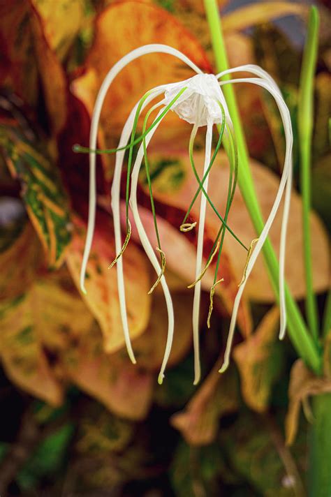 Spider Lilly Portrait Photograph By Michelle Medvec Fine Art America