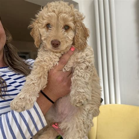 Cockapoo Sale Cambridge Cambridgeshire Curly Cockapoo Pups Ready