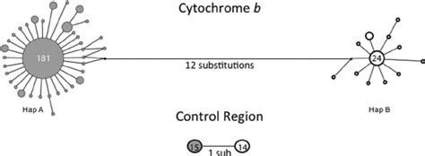 Median Joining Network Of Cyt B And Cr Gene Sequences Circle Area Is