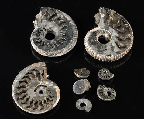 8 Ammonite Shell Fossils Opalescent And Pyritized Shells In United