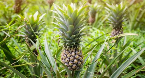 6 Familiar Plants With Truly Remarkable Growth Habits
