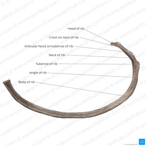 Typical Rib Anatomy First Rib Suyq