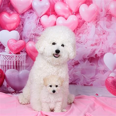 ビションフリーゼのぽむとぷりん☁️🍮 Pom Pudding • Instagram Photos And Videos