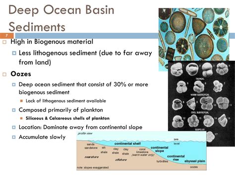 Ppt Ocean Sediments Powerpoint Presentation Free Download Id2975957