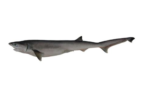 Heptranchias Perlo