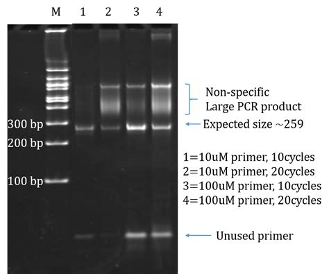 Primer Dimer On Gel At Tarah Gordon Blog
