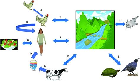 4 Overview Of Campylobacter Spp Sources And Transmission