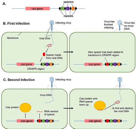 How Do Bacteria Fight Back Against Viruses · Frontiers For Young Minds