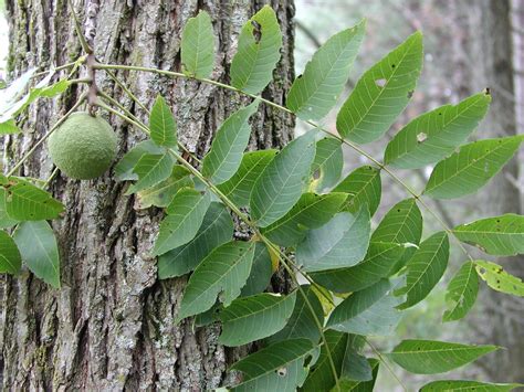 Black Walnut Tree Leaves