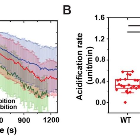 Dependence Of Phagosome Acidification On Actin To Microtubule