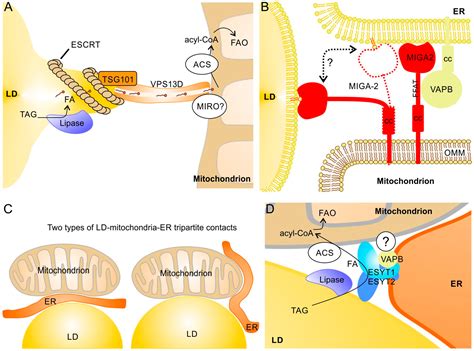 Molecular Interactions At Lipid Dropletmitochondria Membrane Contact