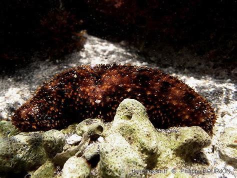 Holothuria Semperothuria Cinerascens Doris