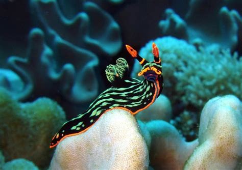 Hey Sea Slug Album On Imgur