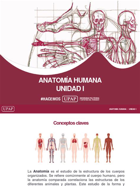 Unidadipresentacic393nanatomc38dahumana Pdf Términos