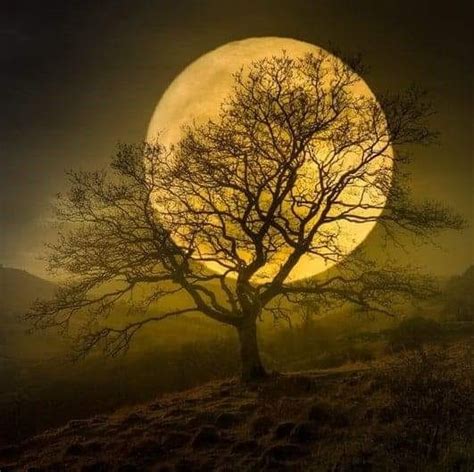 Crow Tarot Mj Cullinane A Deck For Fledglings And Old Crows When